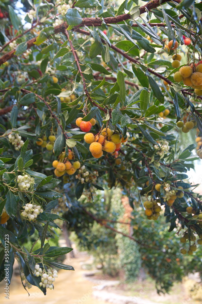 Fructification of Arbutus unedo, common name "strawberry tree ...