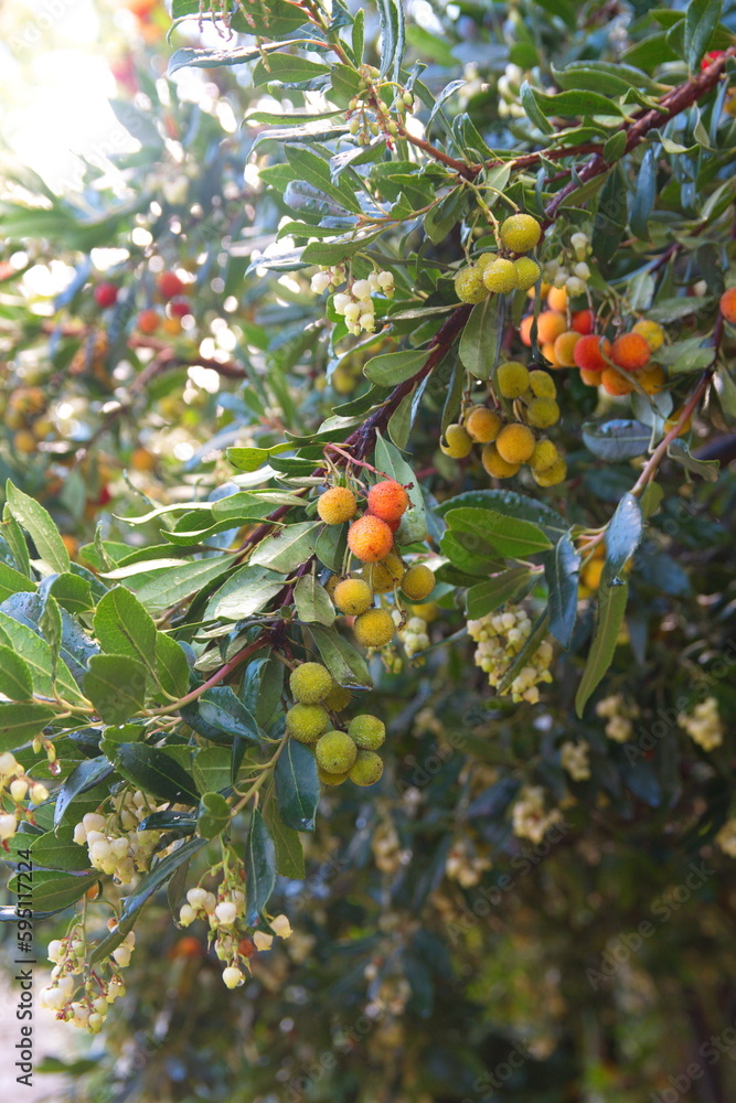 Fructification of Arbutus unedo, common name "strawberry tree ...