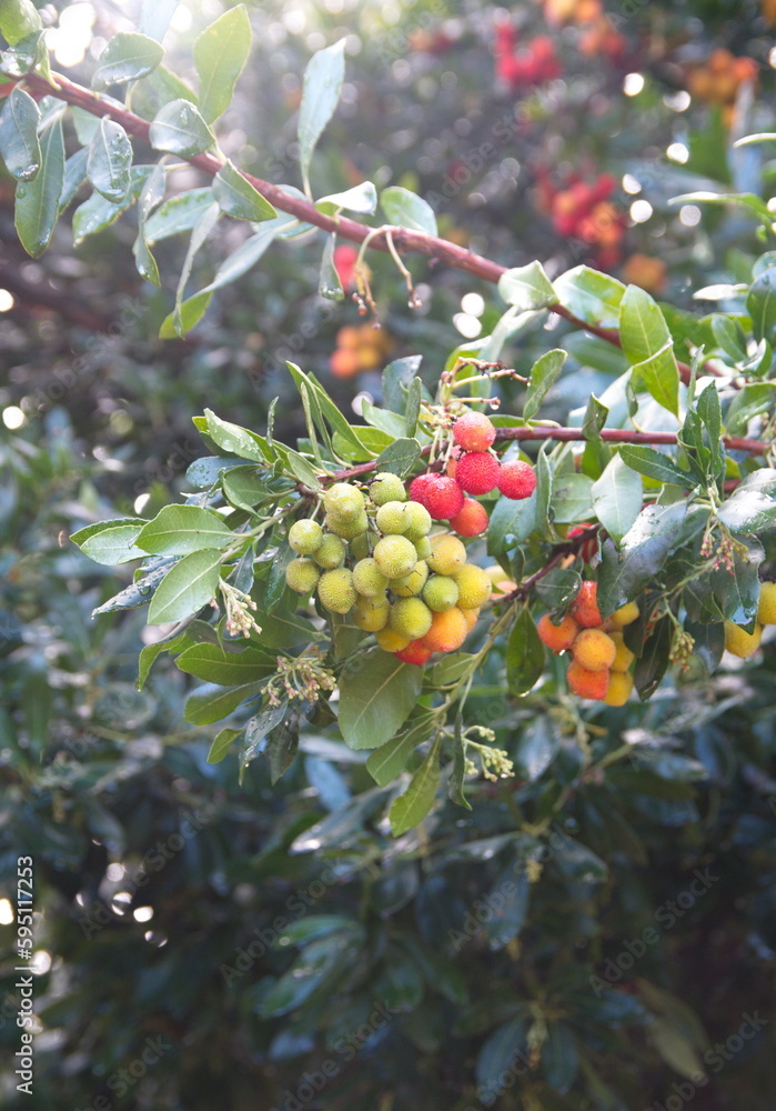 Fructification of Arbutus unedo, common name "strawberry tree ...