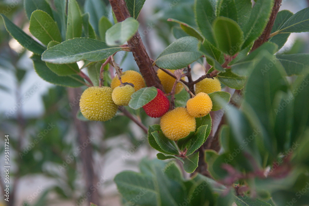 Fructification of Arbutus unedo, common name "strawberry tree ...