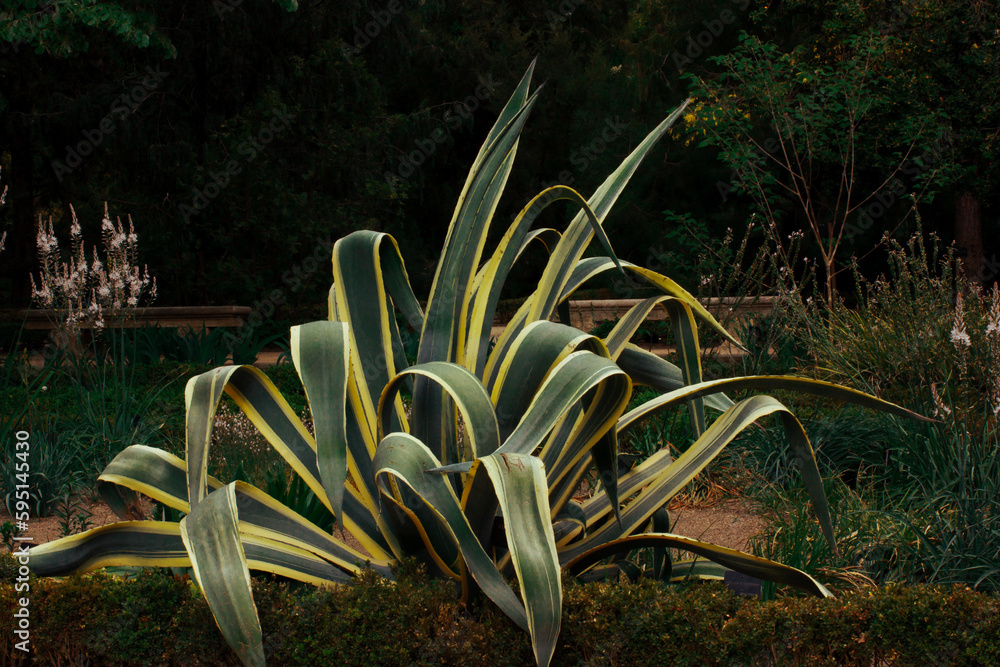 American agave (Agave Americana) with green yellow striped leaves and ...