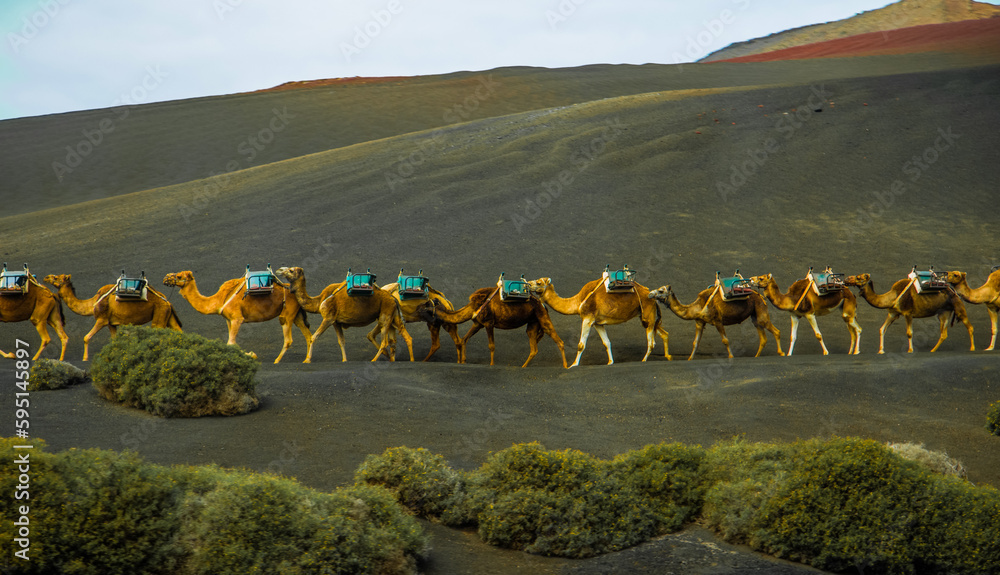 caravan of camels of packs with riders and a driver goes on a desert in ...