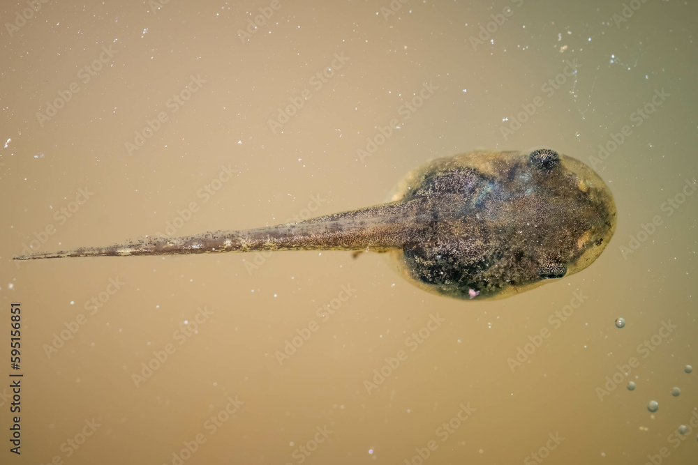 Top view of the tadpole or larval form of a Spring Peeper frog in ...