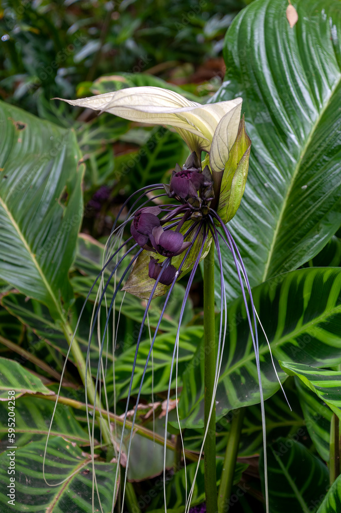Sydney Australia, unusual flower of a tacca integrifolia or white ...