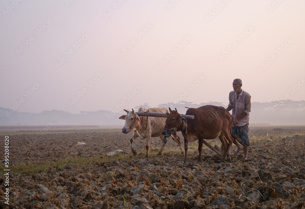 Rural farmer is ploughing his land with two cow by a old traditional ...
