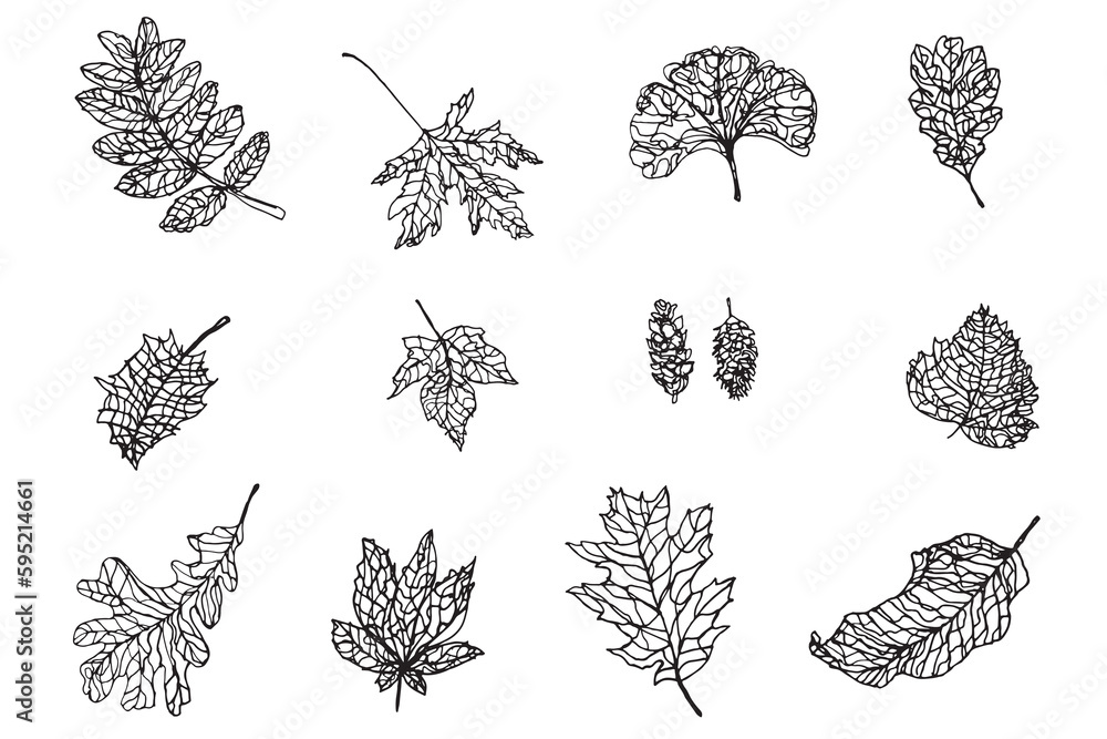 Collection of leaf doodle sketching, ink drawing vector graphic element ...