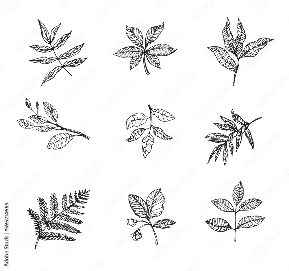 branch and leaf doodle drawing, ink sketching vector graphic element ...