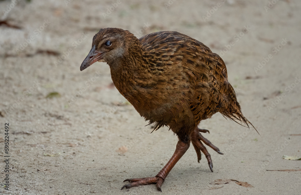 The weka, also known as the Maori hen or woodhen (Gallirallus australis ...