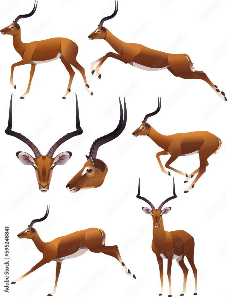 impala antelope black-fifted antelope Vector, realistic, illustration ...