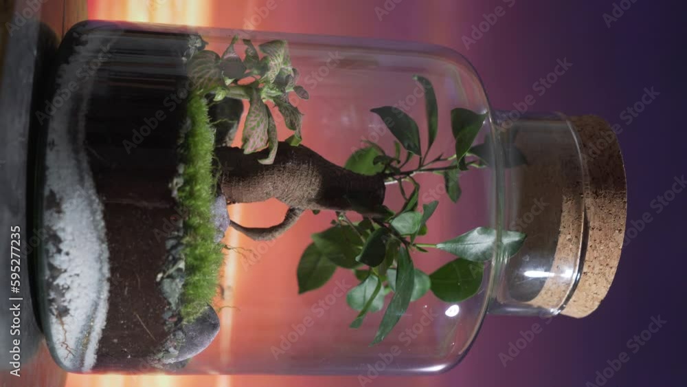 vertical video of Ecosystem in a Jar raising awareness about ...