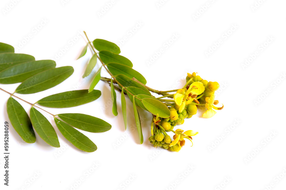 Thai copper pod flower on white background with soft shadow ...