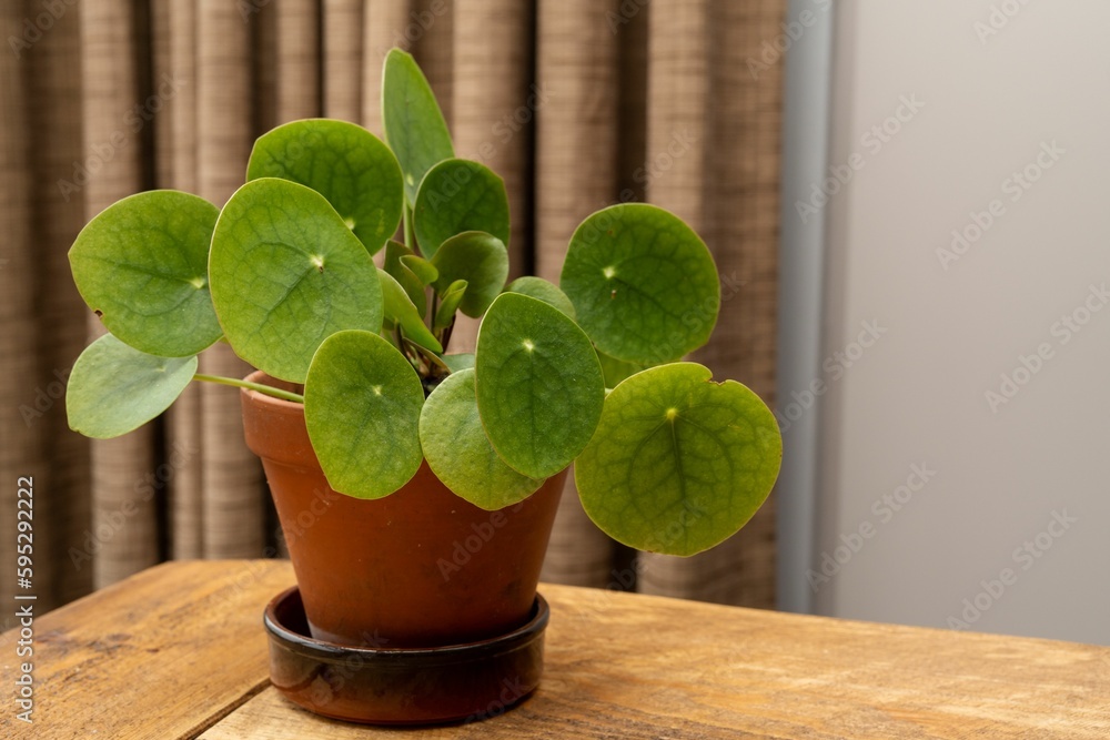 Foto de Pilea peperomioides, the Chinese money plant, UFO plant ...
