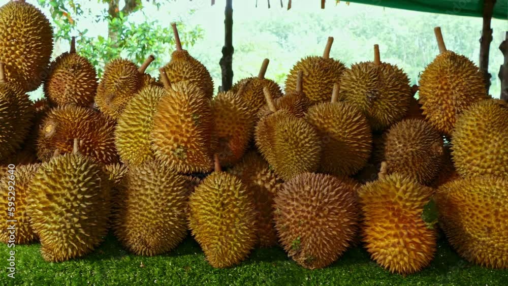 Video Stock .A pile of Durian on table..Durian culled a pile of ...