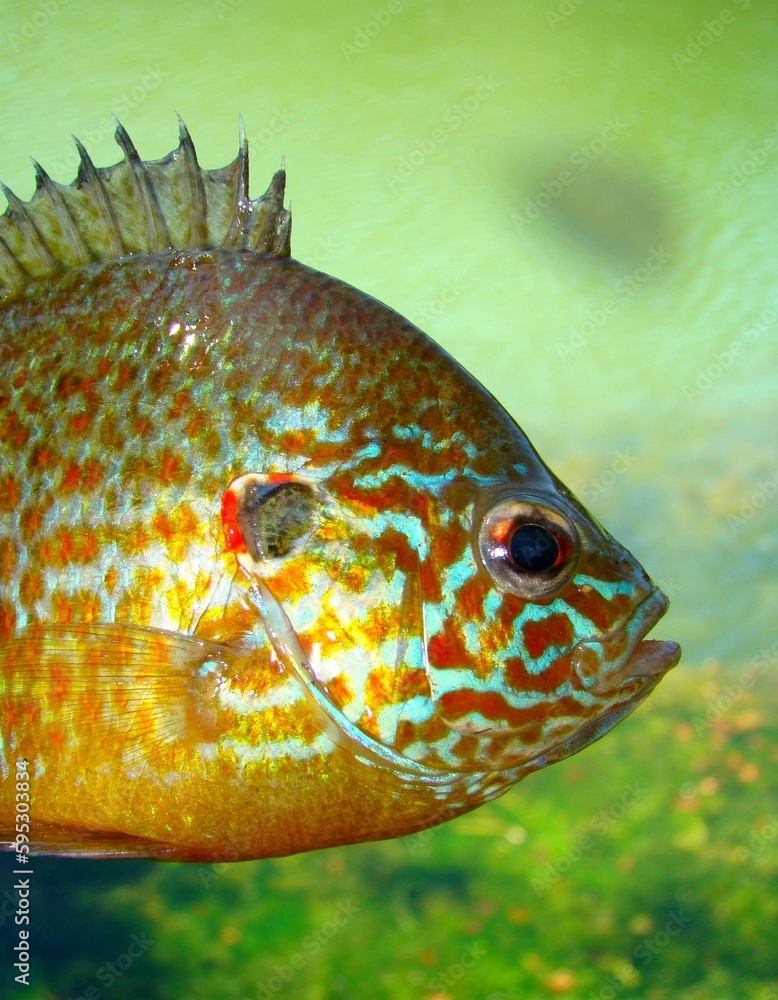 poisson, perche, perche-soleil, perche soleil, calicoba, foto de Stock ...