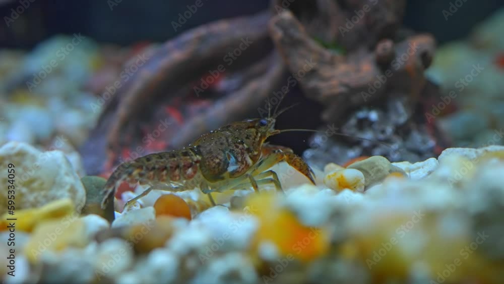 Close up of a crayfish prawn in rocks in hobby fish pool. Crayfish are ...