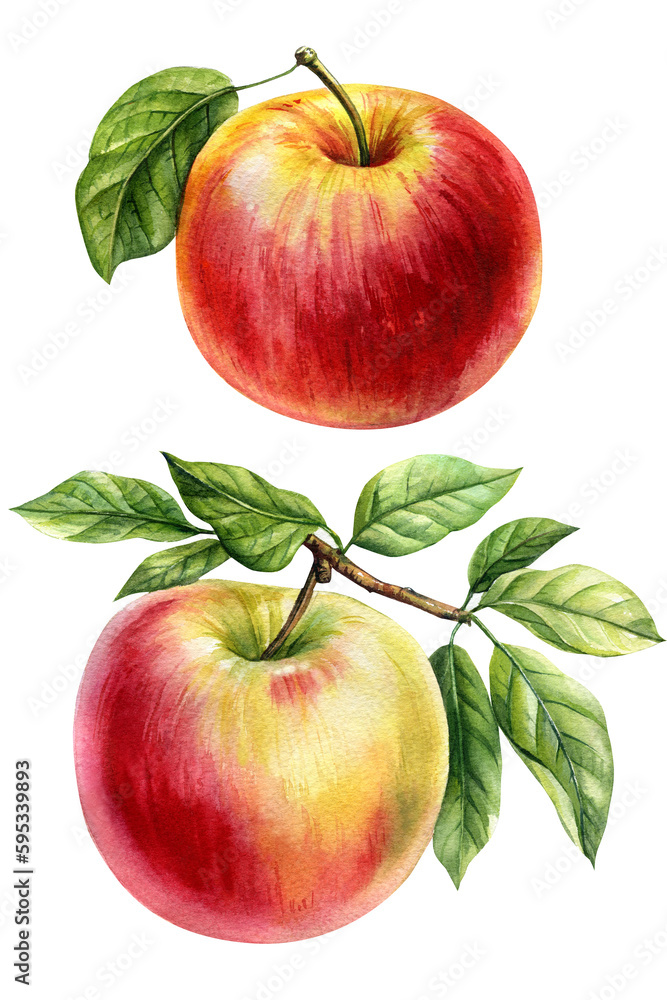 Watercolor red apple set with leaf isolated on white background. Autumn ...
