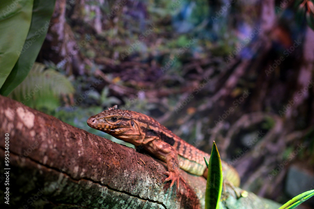 varanus exanthematicus Savannah monitor lizards are robustly built ...