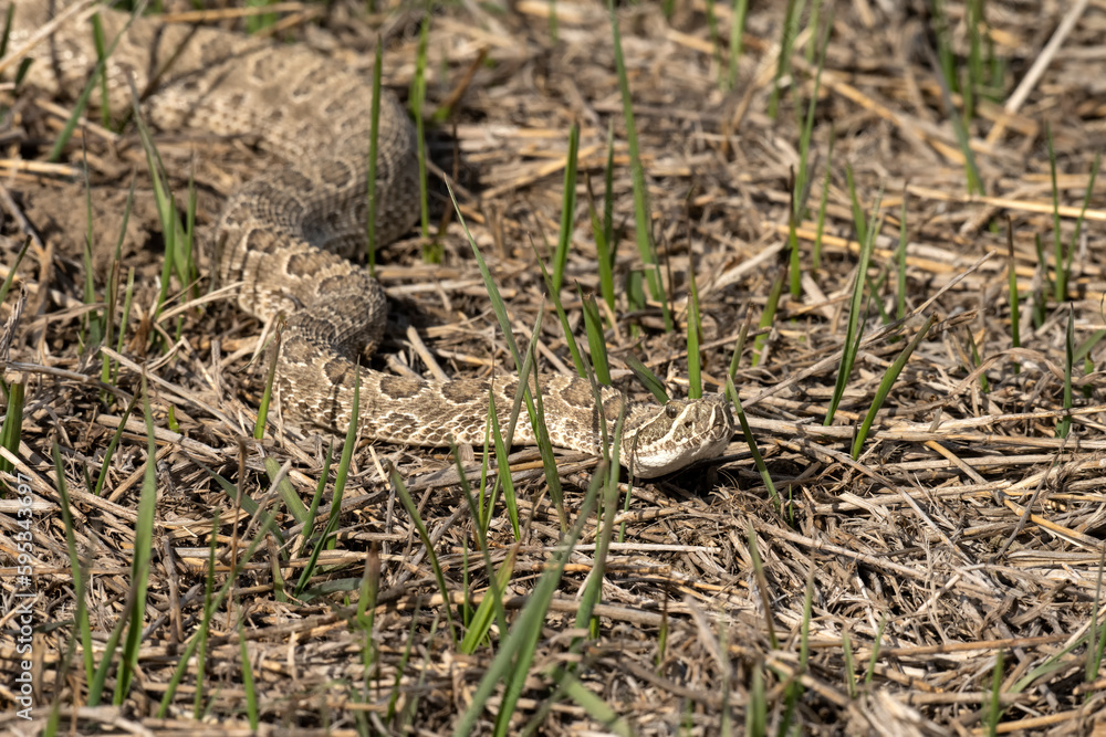 Prairie rattlesnake (Crotalus viridis viridis) in prairie dog town ...