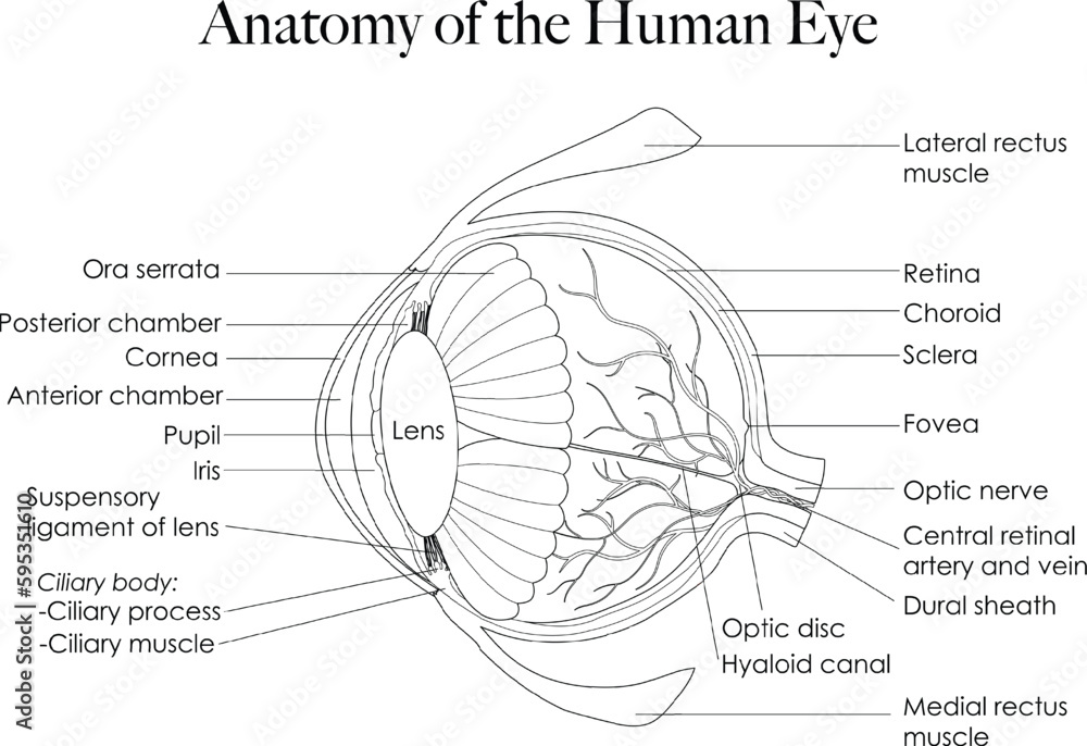 The anatomy of the eye, illustrated in black and white, can be used as ...