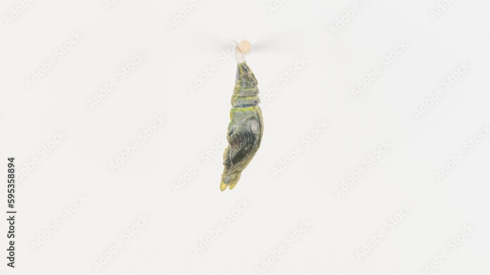 Development and transformation stages of Butterfly Papilio Lowi ...