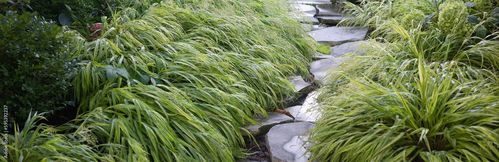 Pathway of Chartreuse Green and white Variegated Hakone aureola ...