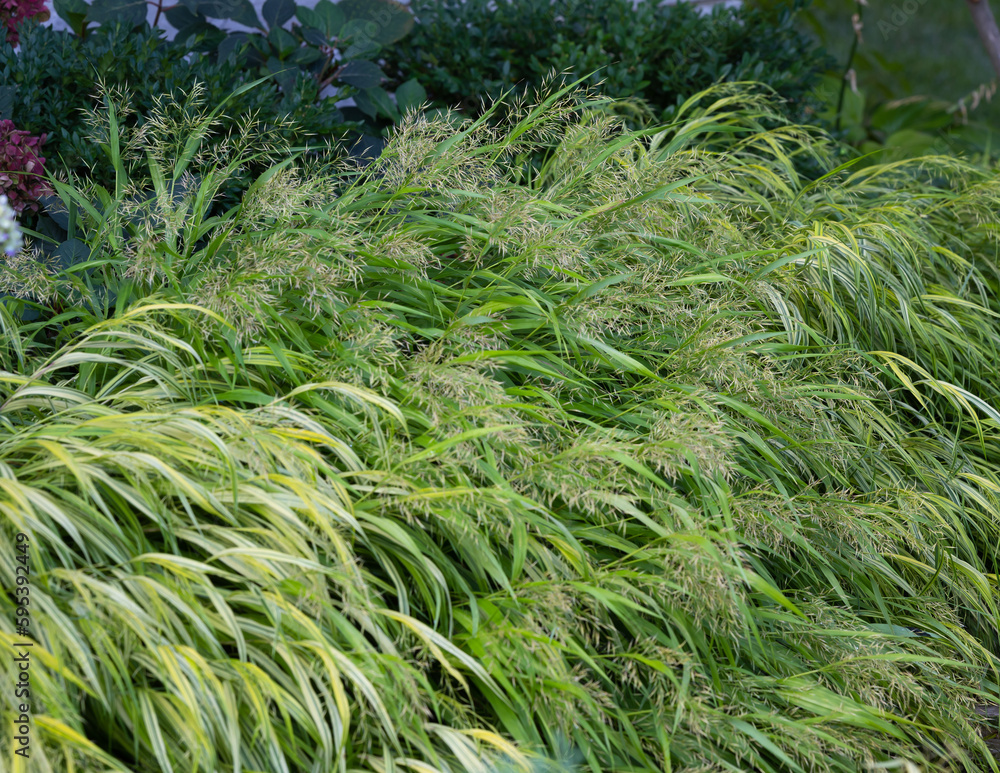 Pathway of Chartreuse Green and white Variegated Hakone aureola ...