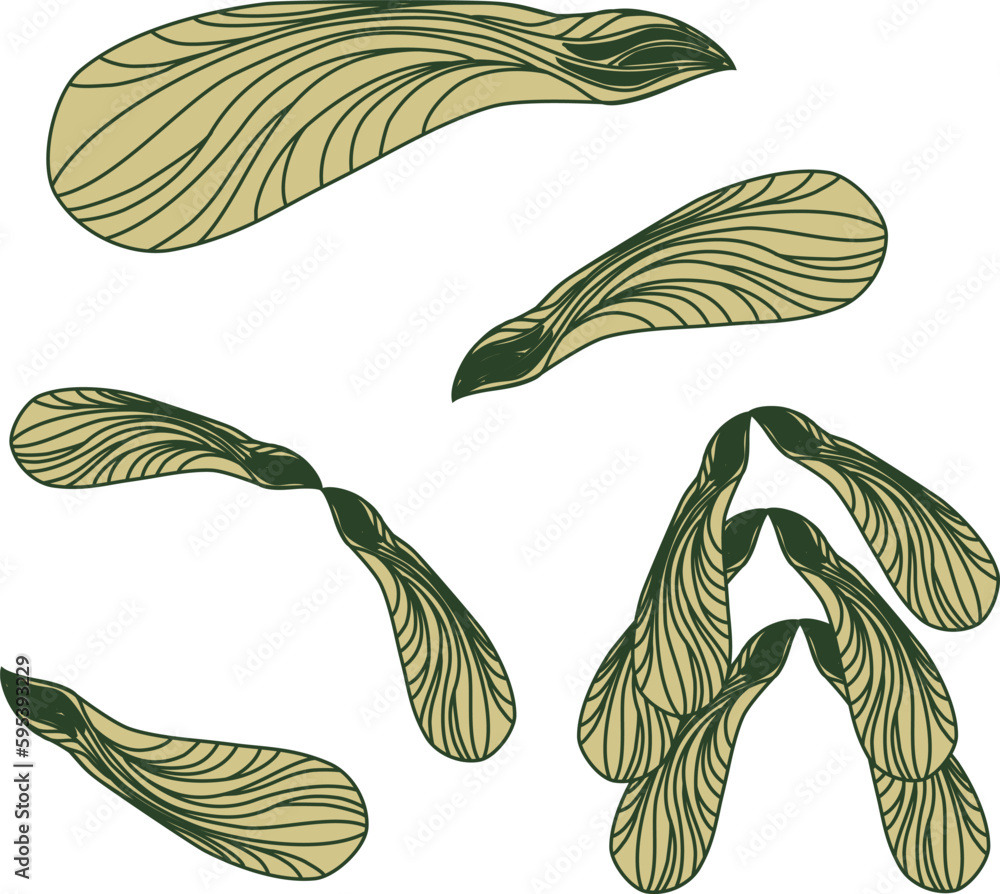 Vector images of maple seed. Set of natural elements on white ...