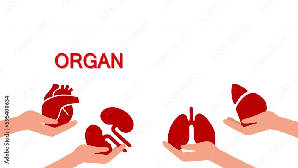 Hands holding human organs. World Organ Donation Day. Concept of organ ...
