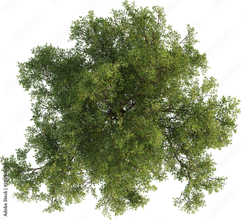 Foto de Top view of Oak Tree do Stock | Adobe Stock
