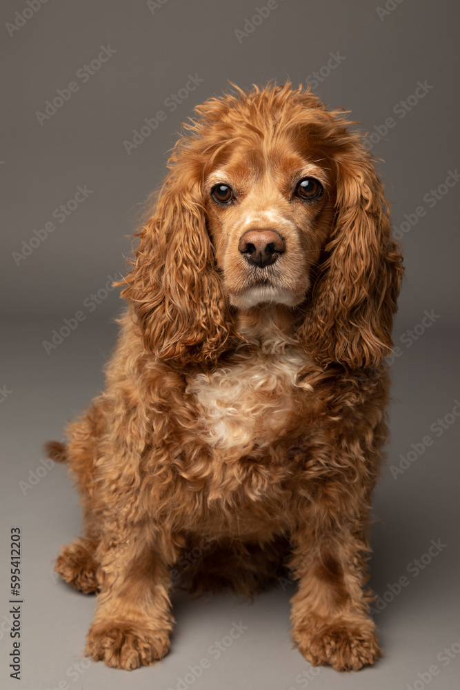 Grey American Cocker Spaniel Puppies