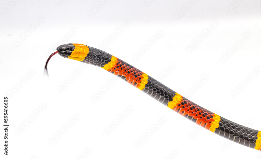 Venomous Eastern coral snake - Micrurus fulvius - close up macro of ...