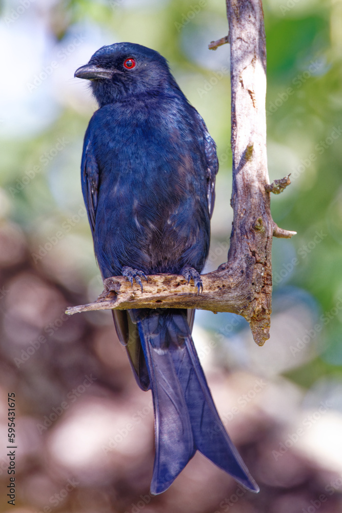Fork-Tailed Drongo in Kruger Park South Africa Stock Photo | Adobe Stock