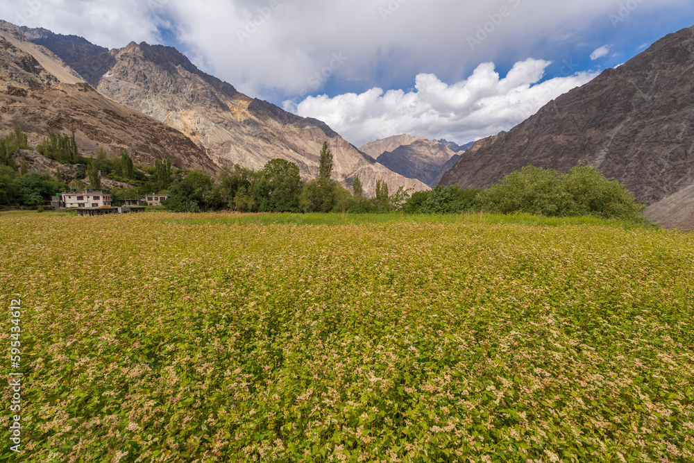 buckwheat flower field behind are mountains and cloudy sky in Thang ...
