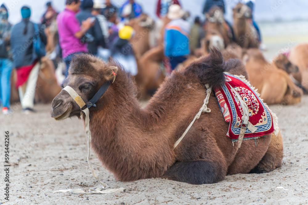 Poster cute camels portrait in Hunder village at the Leh district of Ladakh, India famous for ...