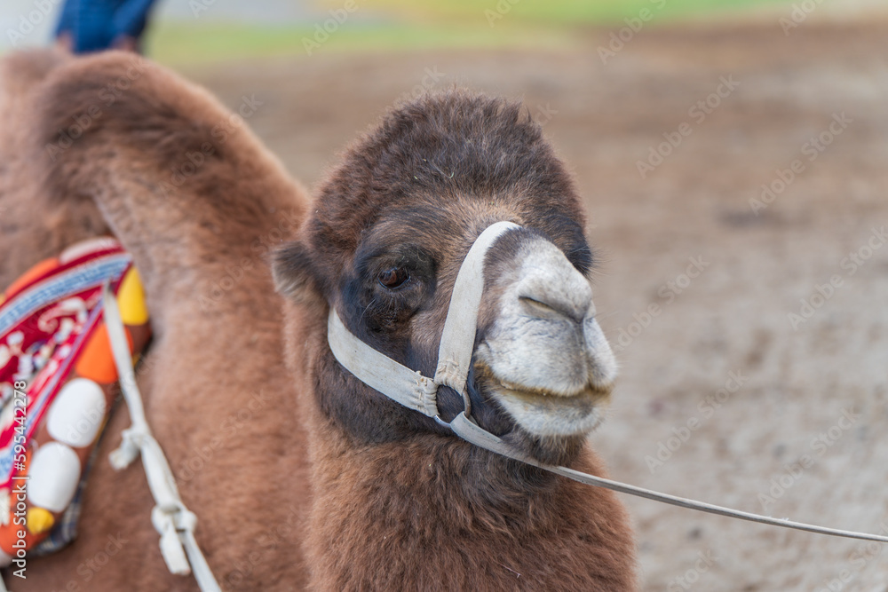 cute camels portrait in Hunder village at the Leh district of Ladakh ...