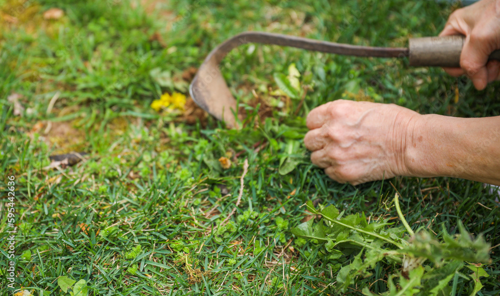 Gardening tools like trowels, spades, and shovels are essential for ...