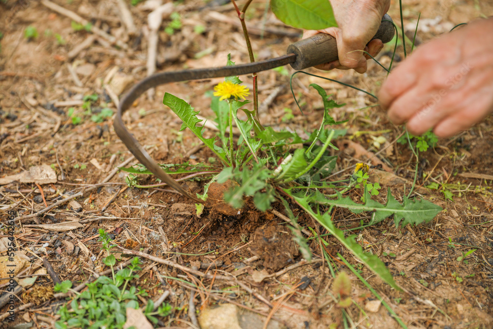 Gardening tools like trowels, spades, and shovels are essential for ...