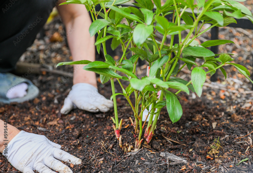 Gardening tools like trowels, spades, and shovels are essential for ...