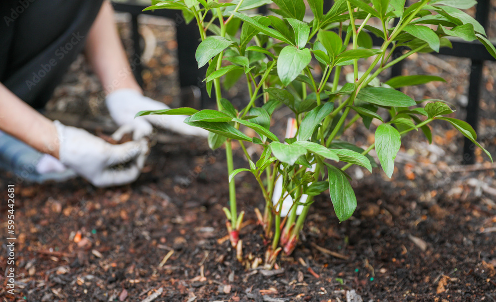 Gardening tools like trowels, spades, and shovels are essential for ...