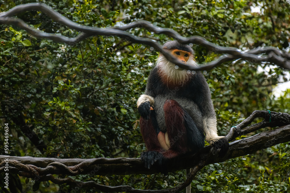 The red-shanked douc (Pygathrix nemaeus), is a species of Old World ...