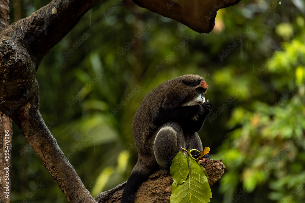 The De Brazza's monkey (Cercopithecus neglectus) is an Old World monkey ...