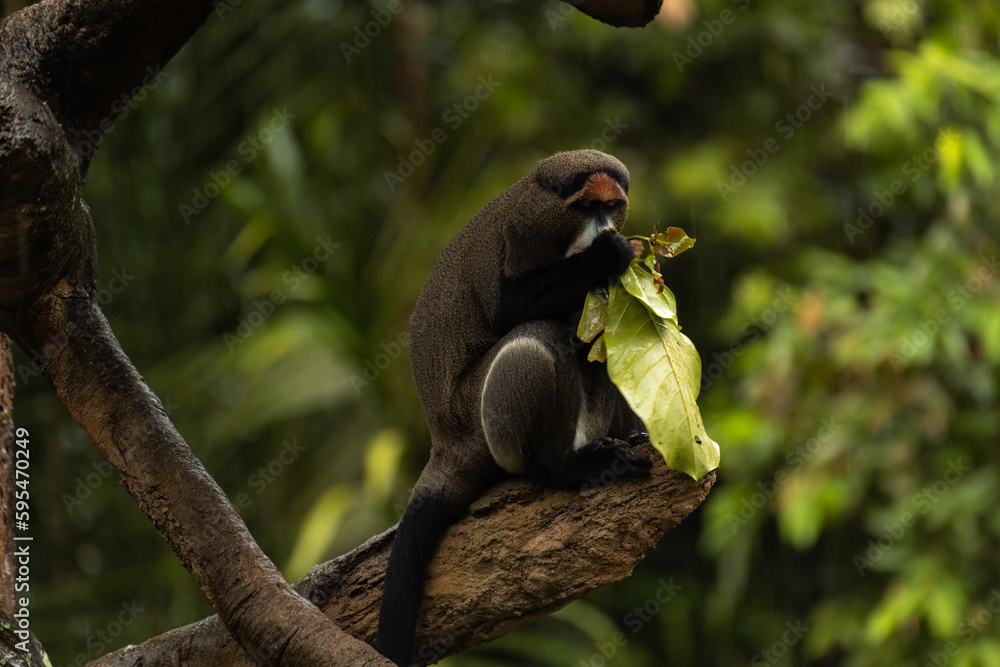 Photo & Art Print The De Brazza's monkey (Cercopithecus neglectus) is ...