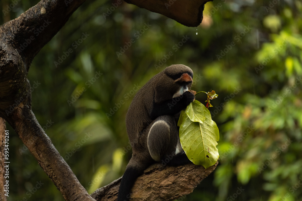 Photo The De Brazza's monkey (Cercopithecus neglectus) is an Old World ...