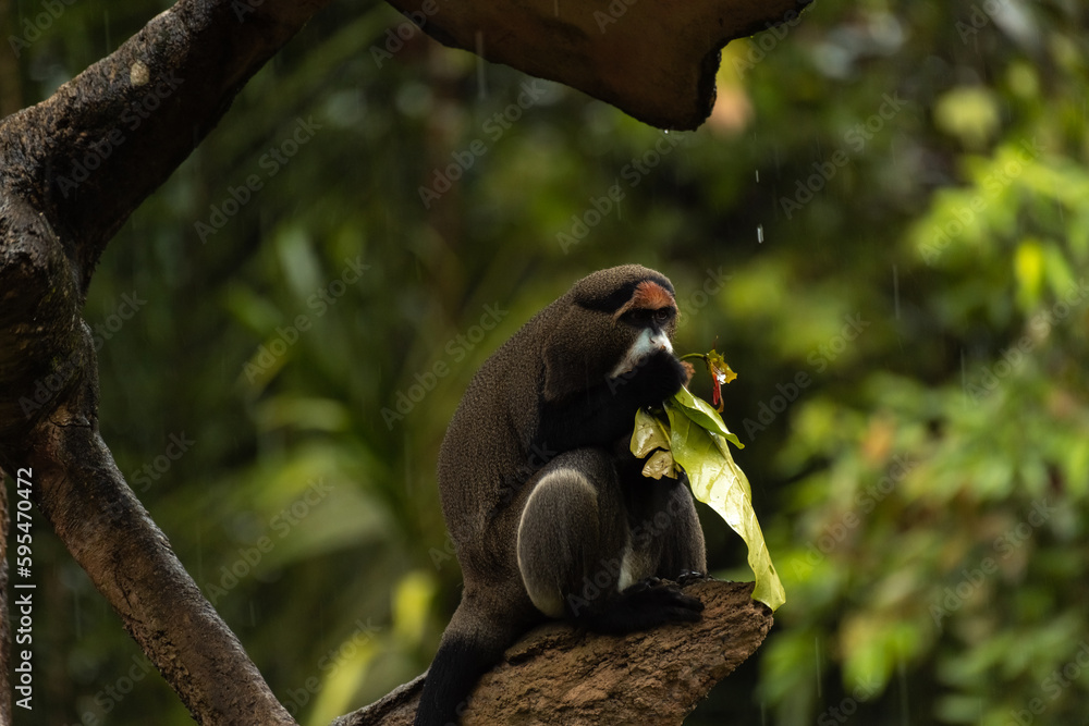 The De Brazza's monkey (Cercopithecus neglectus) is an Old World monkey ...