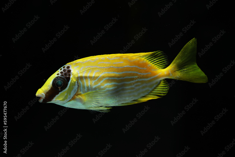 Decorated Rabbitfish or masked spinefoot (Siganus puellus) Stock Photo ...