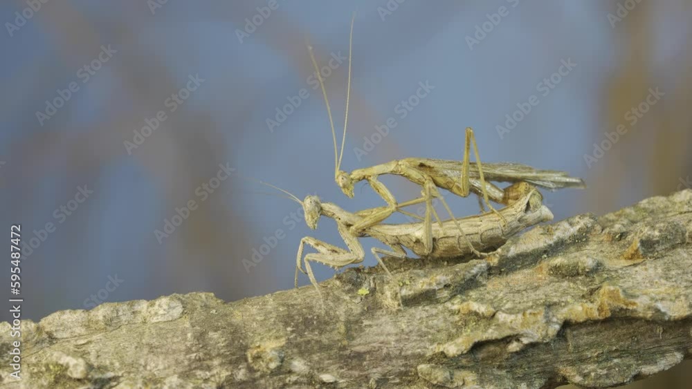 Couple of praying mantis mating on tree branch. The mating process of ... Couple of praying mantis mating on tree branch. The mating process of ...