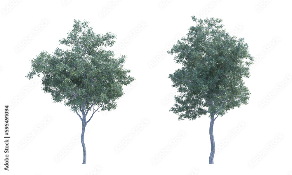 Eucalyptus White Box tree set png alpha channel front view Stock Photo ...