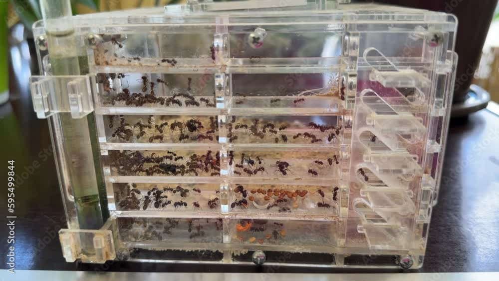 Ant farm with a colony of ants in a transparent container for observing ...