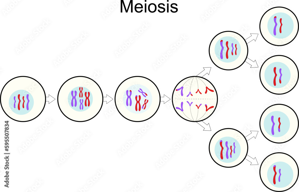Meiosis. Cell division. Sexual reproduction. Stock Vector | Adobe Stock