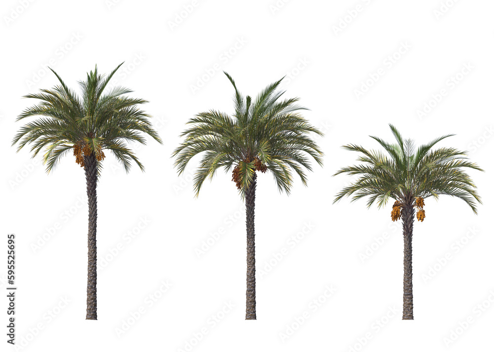 Phoenix dactylifera, Date Palm, Kurma, Pohon Kurma, Palm Tree, Palm ...